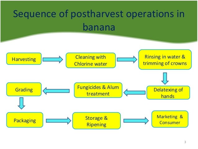 Postharvest Management of Banana