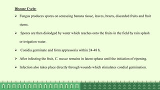 Banana PPT.pptx