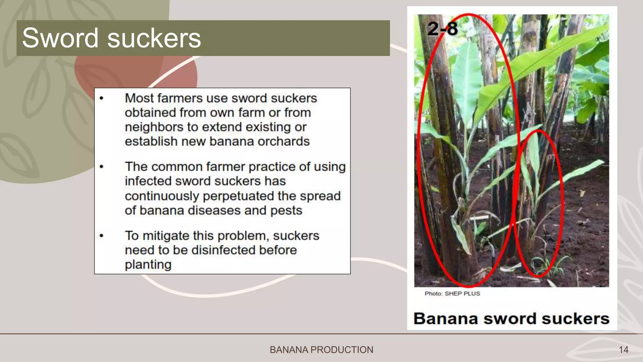 Banana Production Guide-GP Dean.pptx