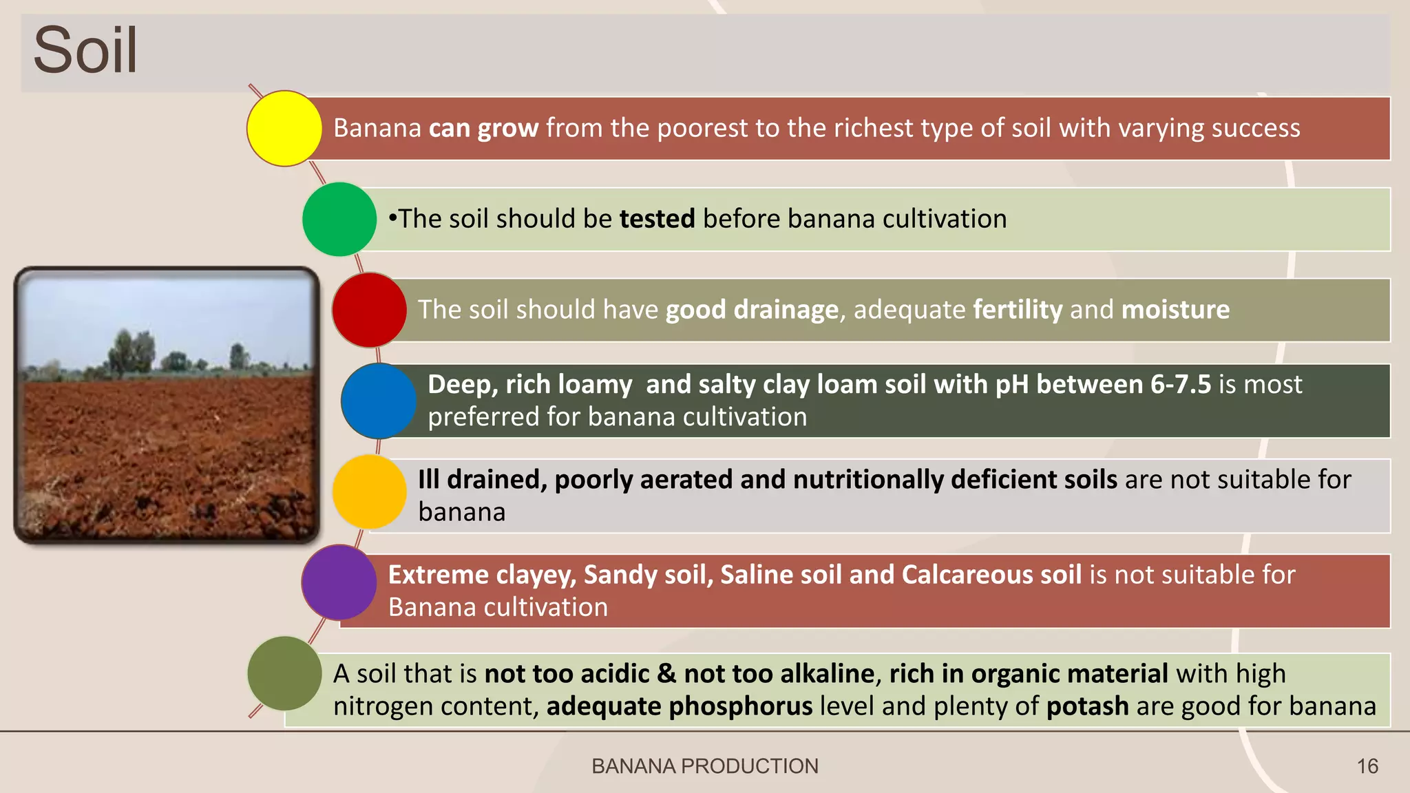 Banana Production Guide-GP Dean.pptx