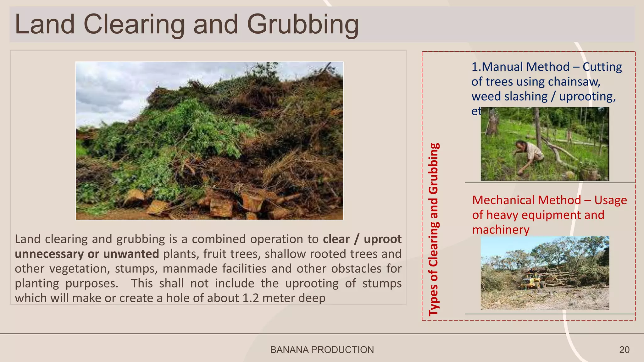 Banana Production Guide Gp Dean Pptx