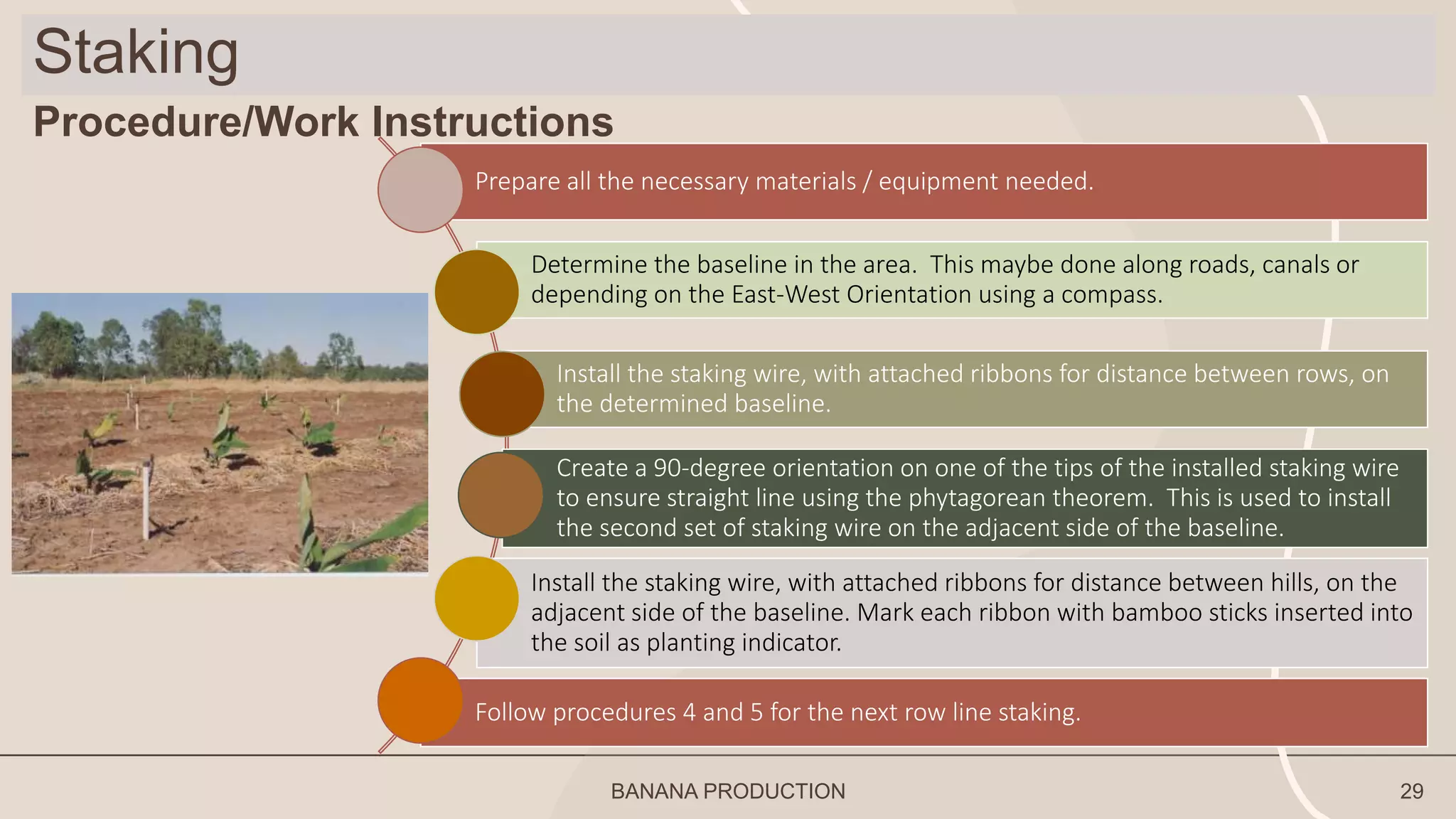 Banana Production Guide-GP Dean.pptx