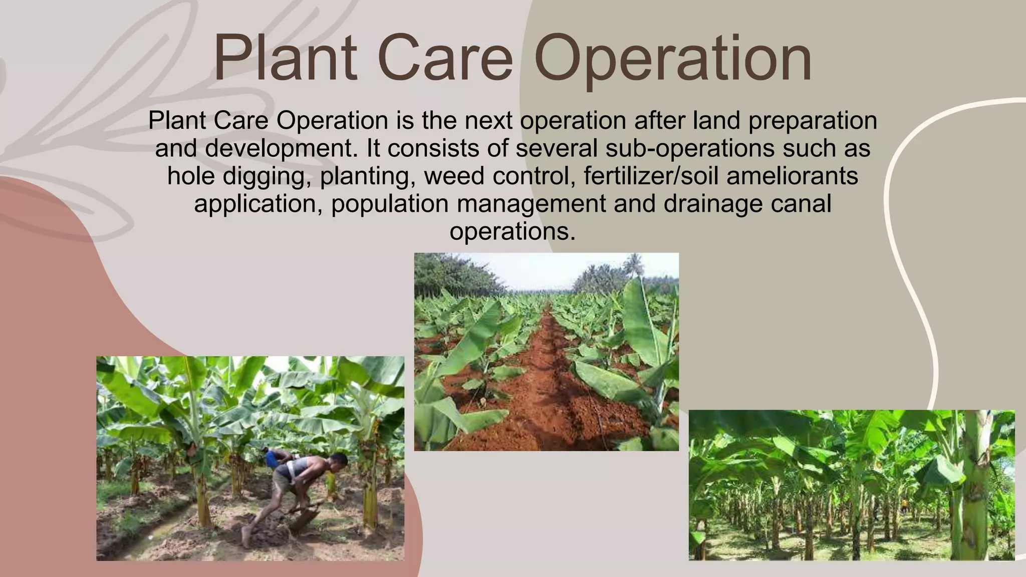 Banana Production Guide-GP Dean.pptx