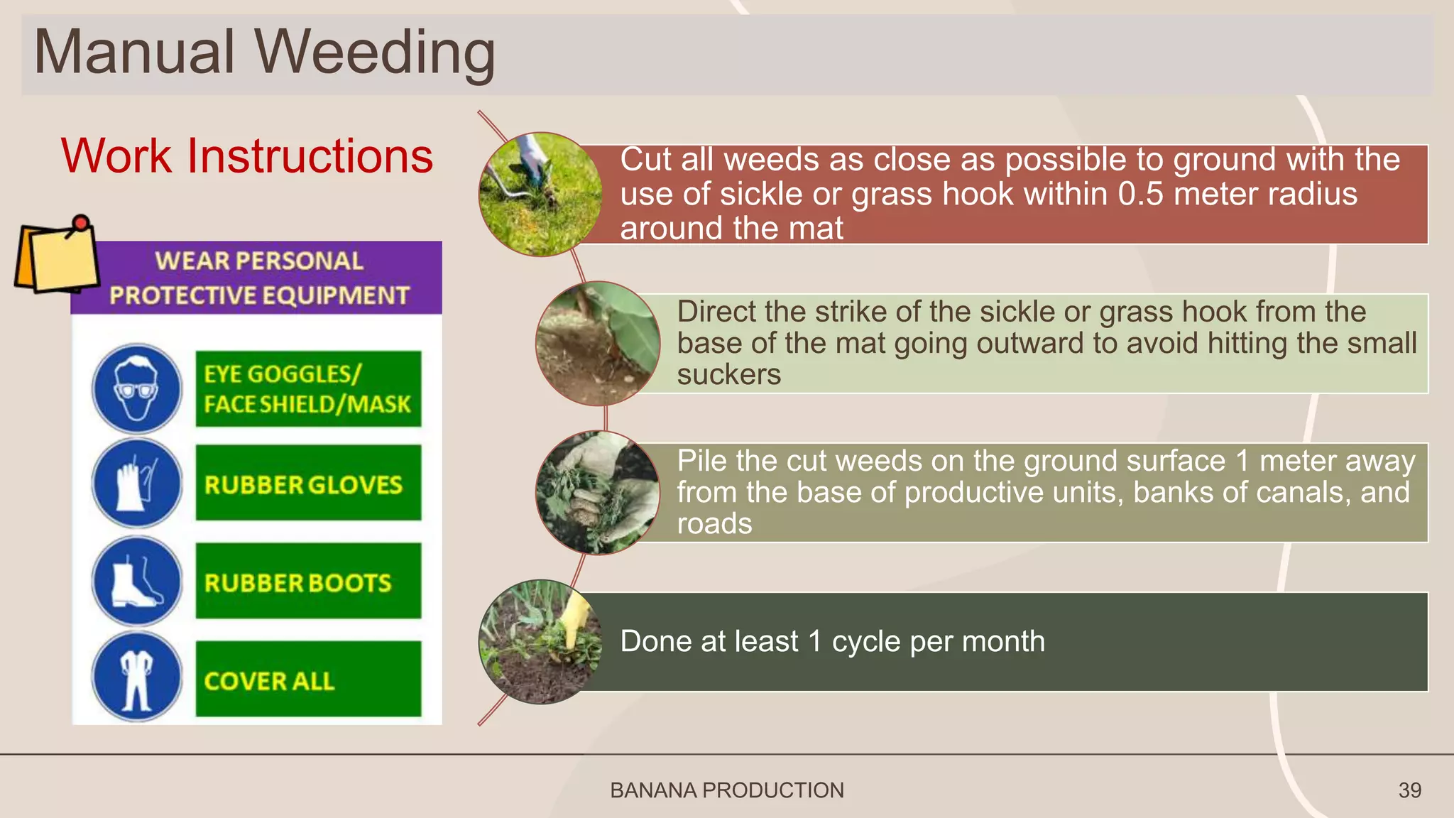 Banana Production Guide-GP Dean.pptx