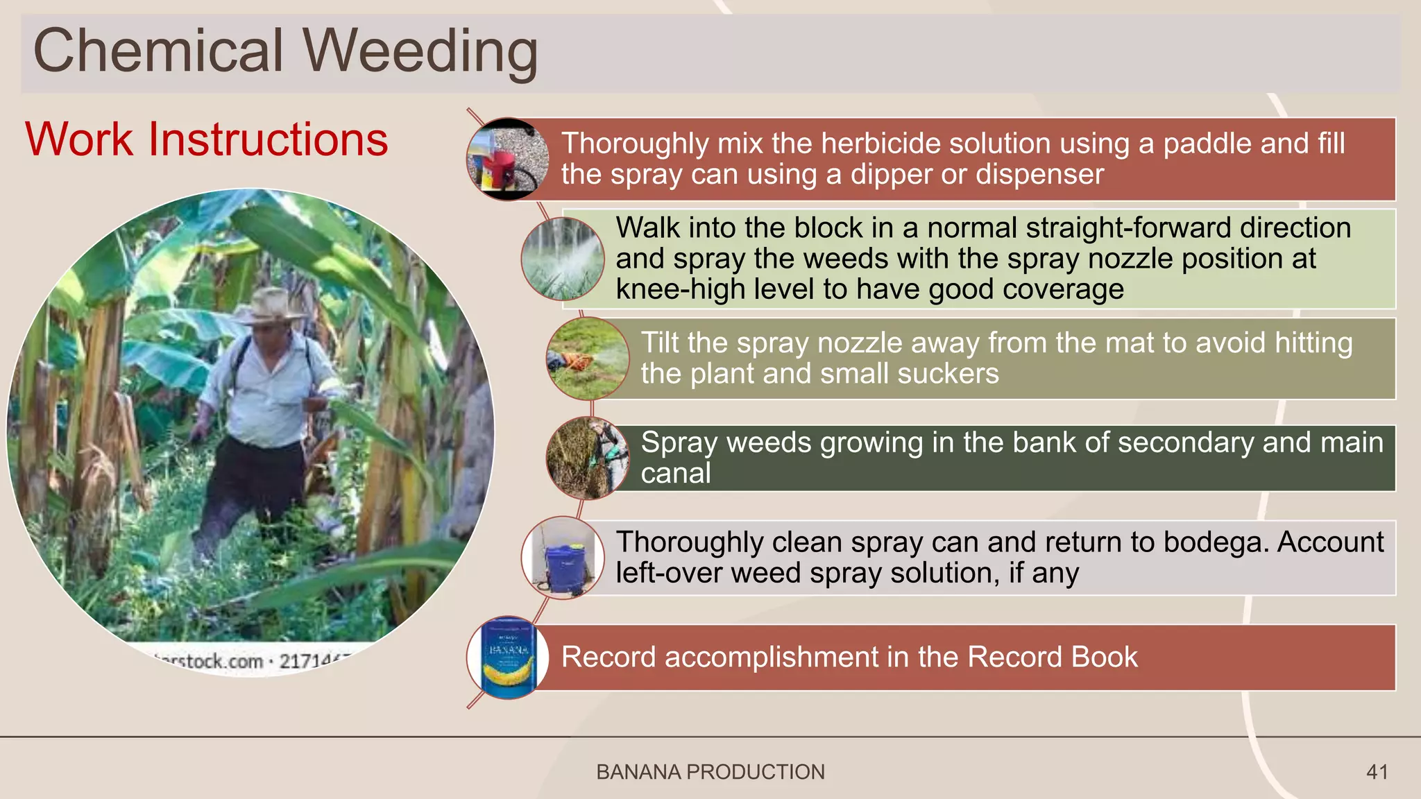 Banana Production Guide-GP Dean.pptx