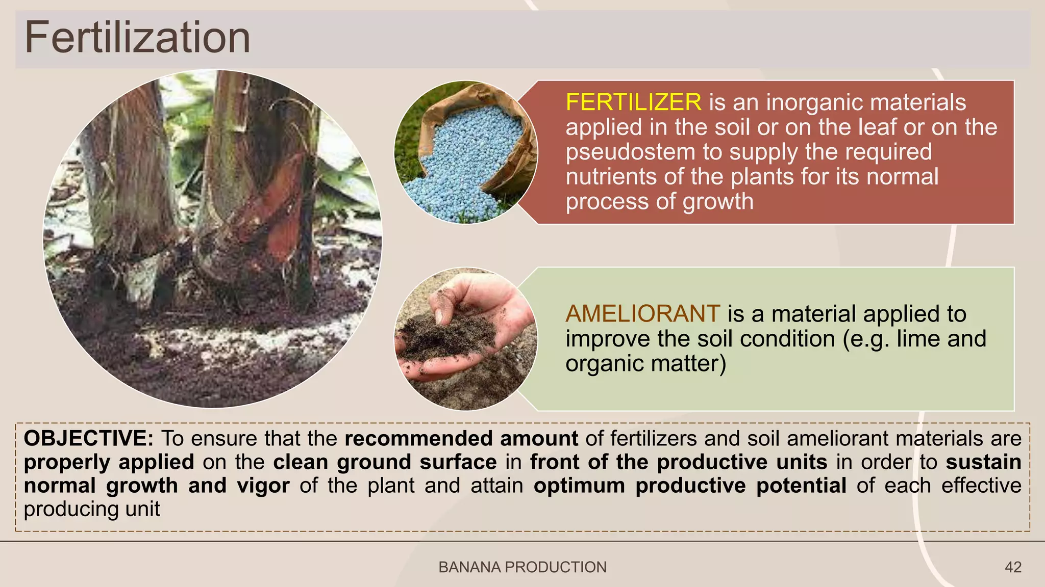 Banana Production Guide-GP Dean.pptx