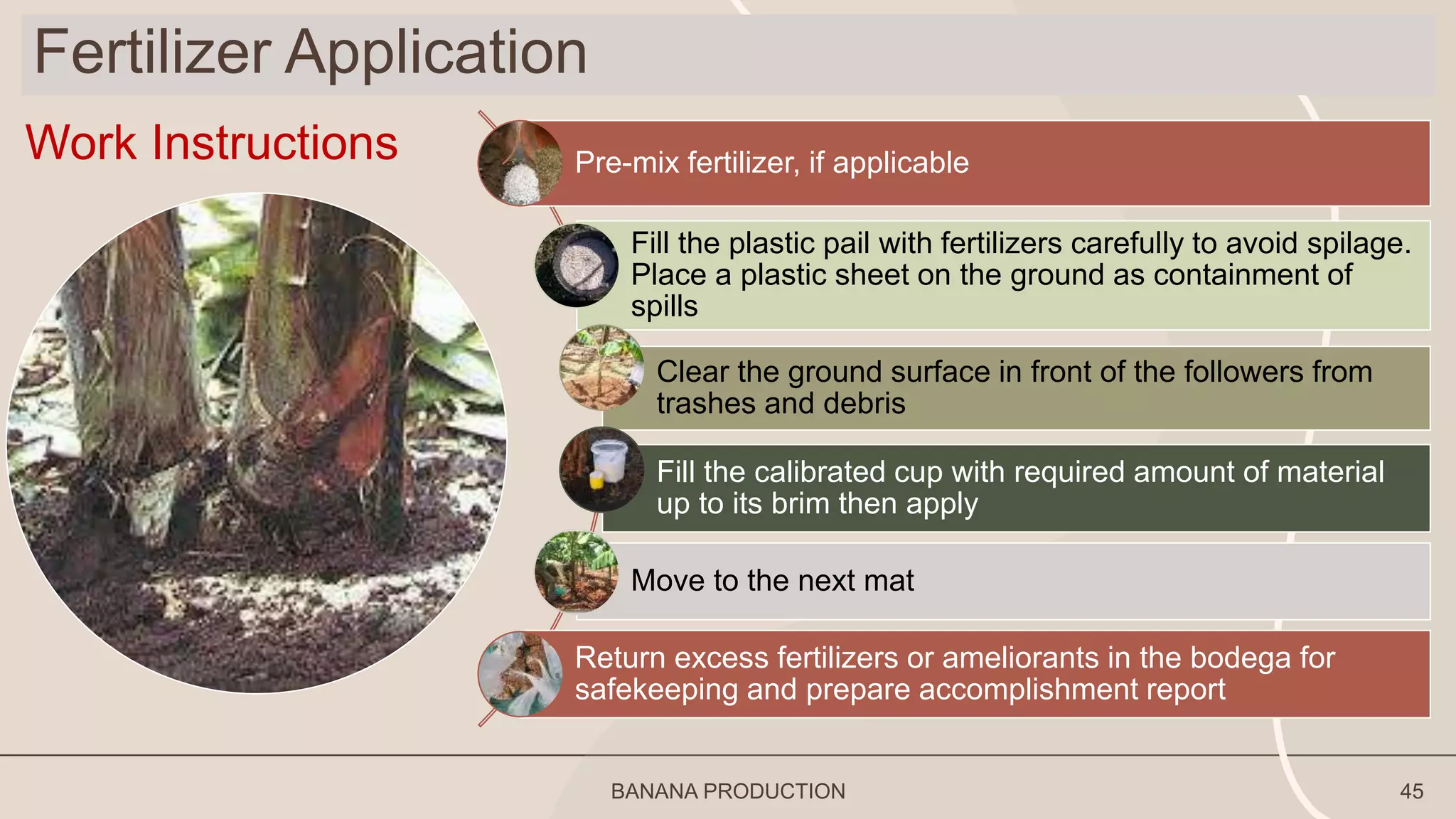 Banana Production Guide-GP Dean.pptx