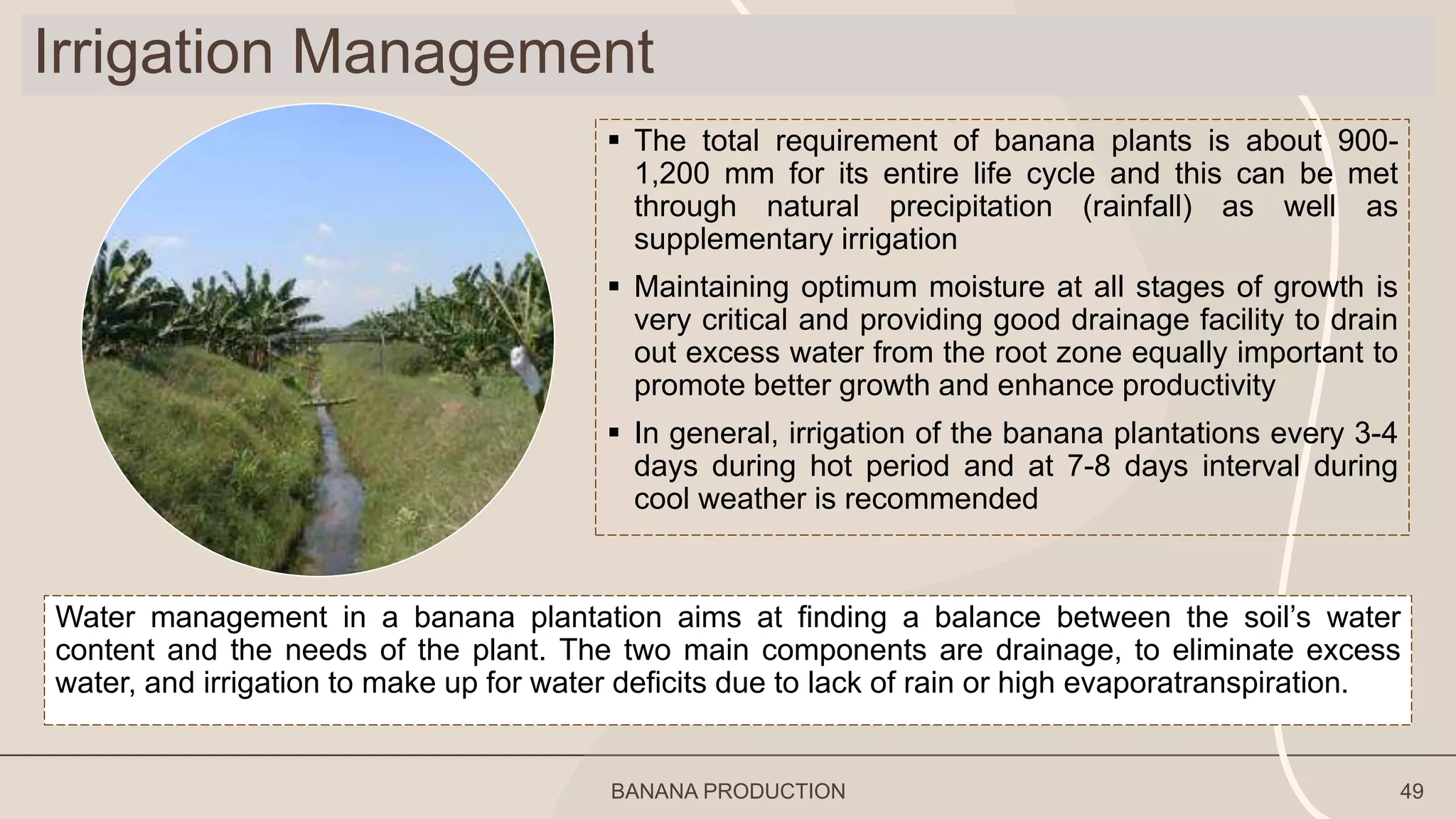 Banana Production Guide-GP Dean.pptx