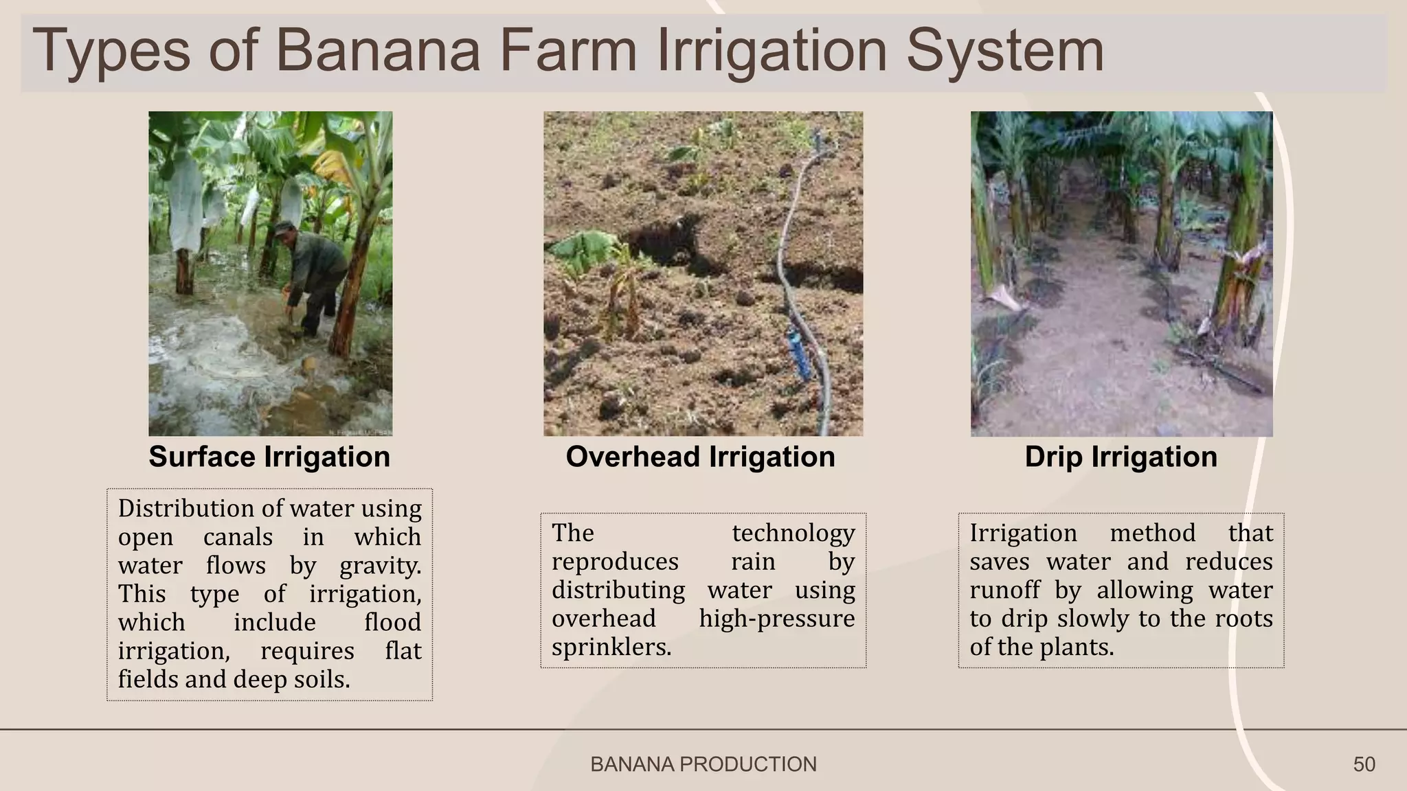 Banana Production Guide-GP Dean.pptx