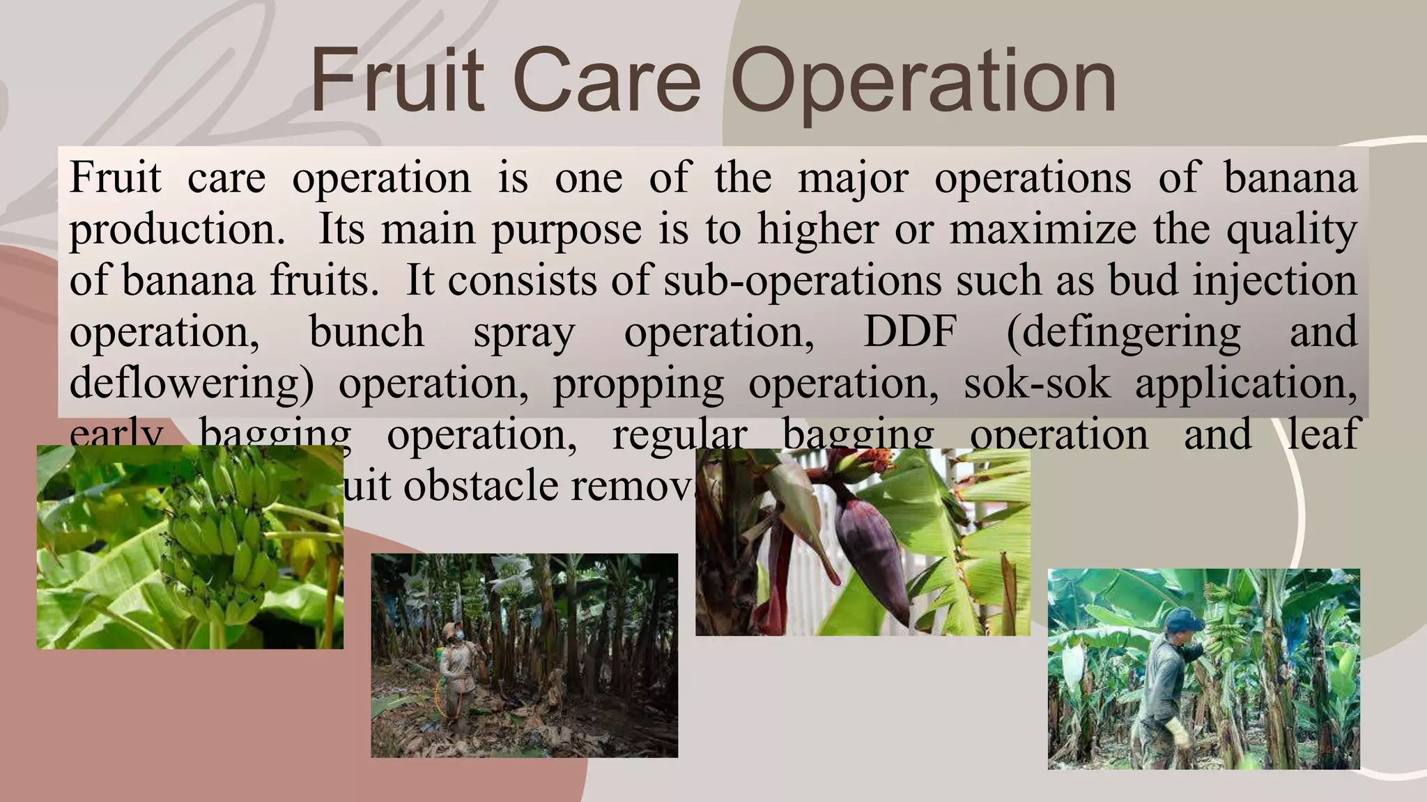 Banana Production Guide-GP Dean.pptx