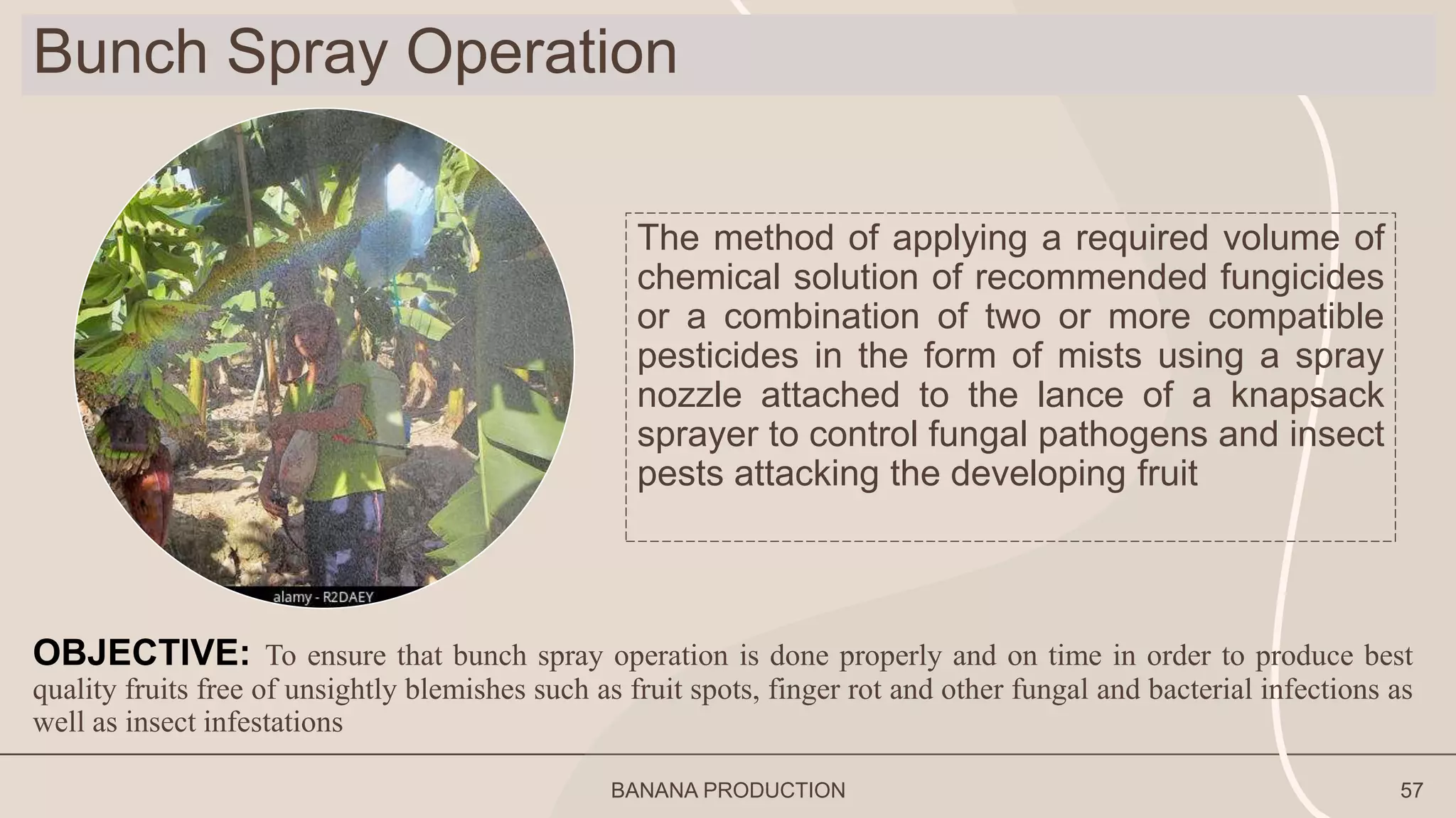 Banana Production Guide-GP Dean.pptx