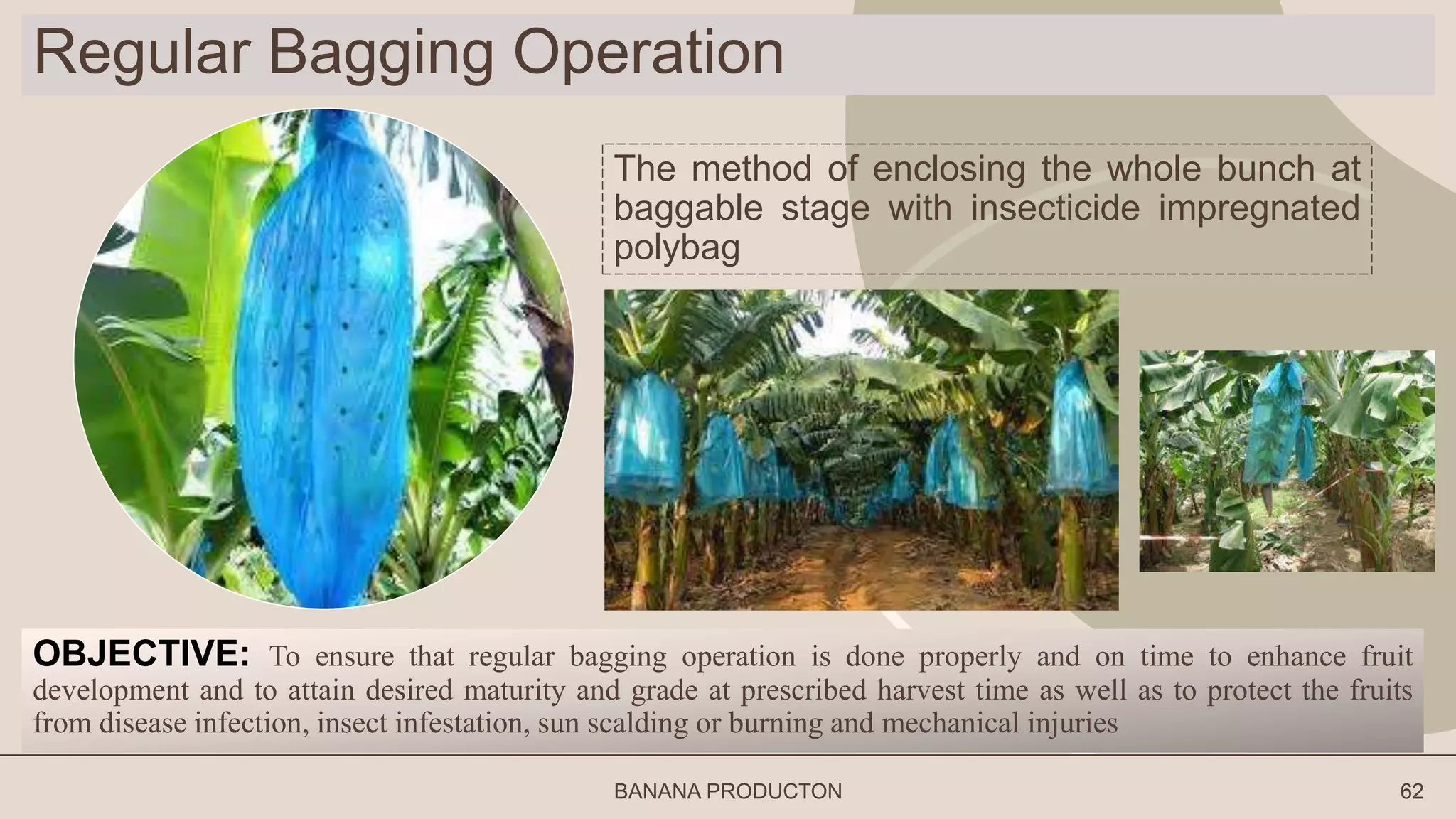 Banana Production Guide-GP Dean.pptx