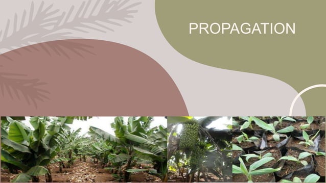 Banana Production Guide-GP Dean.pptx