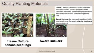Banana Production Guide-GP Dean.pptx