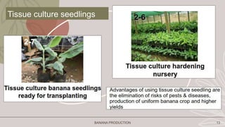 Banana Production Guide-GP Dean.pptx