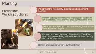 Banana Production Guide-GP Dean.pptx