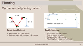 Banana Production Guide-GP Dean.pptx