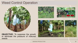 Banana Production Guide-GP Dean.pptx