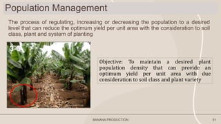 Banana Production Guide-GP Dean.pptx