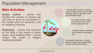 Banana Production Guide-GP Dean.pptx