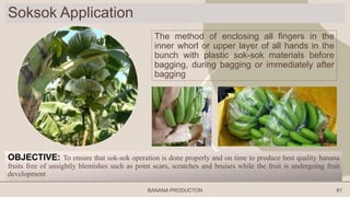 Banana Production Guide-GP Dean.pptx
