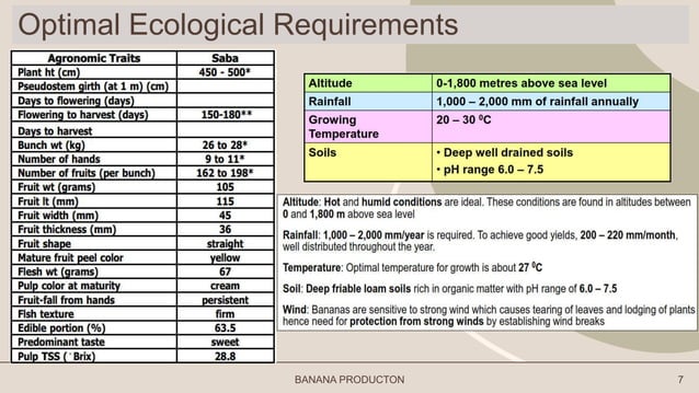 Banana Production Guide-GP Dean.pptx