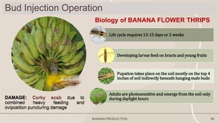 Banana Production Guide-GP Dean.pptx