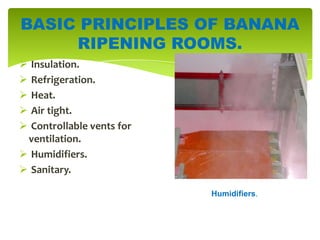 Banana ripening | PPTX