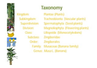 Banana Tree Classification