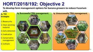 An Integrated Management Response to the spread of Fusarium wilt of ...