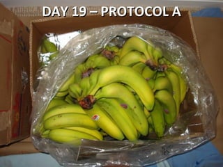 Banana Shelf Life Testing | PPT