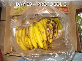 Banana Shelf Life Testing | PPT