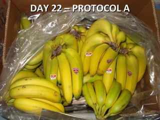 Banana Shelf Life Testing | PPT
