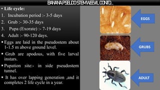 BANANA STEM WEEVIL AND BANANA APHID.pptx