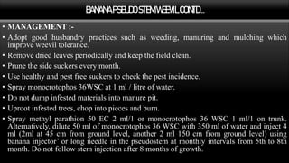 BANANA STEM WEEVIL AND BANANA APHID.pptx