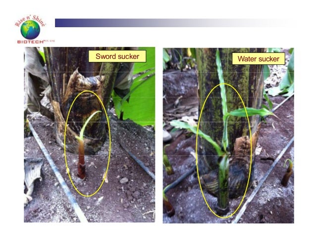 Banana sucker selection