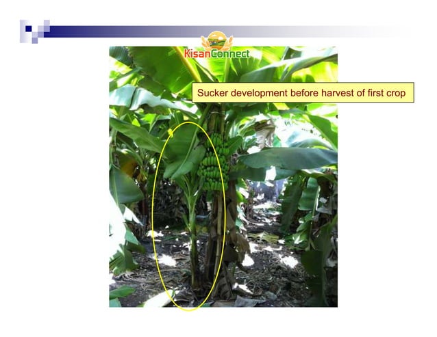 Banana sucker selection | PDF