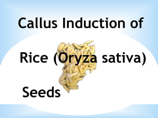 TISSUE CULTURE ON BANANA SUCKERS AND RICE CALLUS (MICROPROPAGATION) | PPT