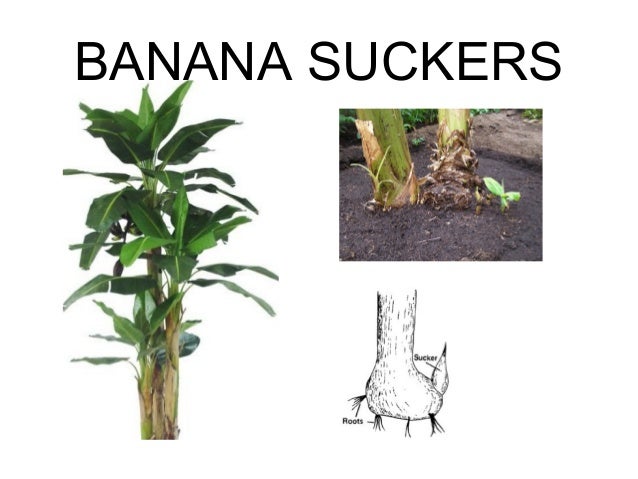 TISSUE CULTURE ON BANANA SUCKERS AND RICE CALLUS (MICROPROPAGATION)