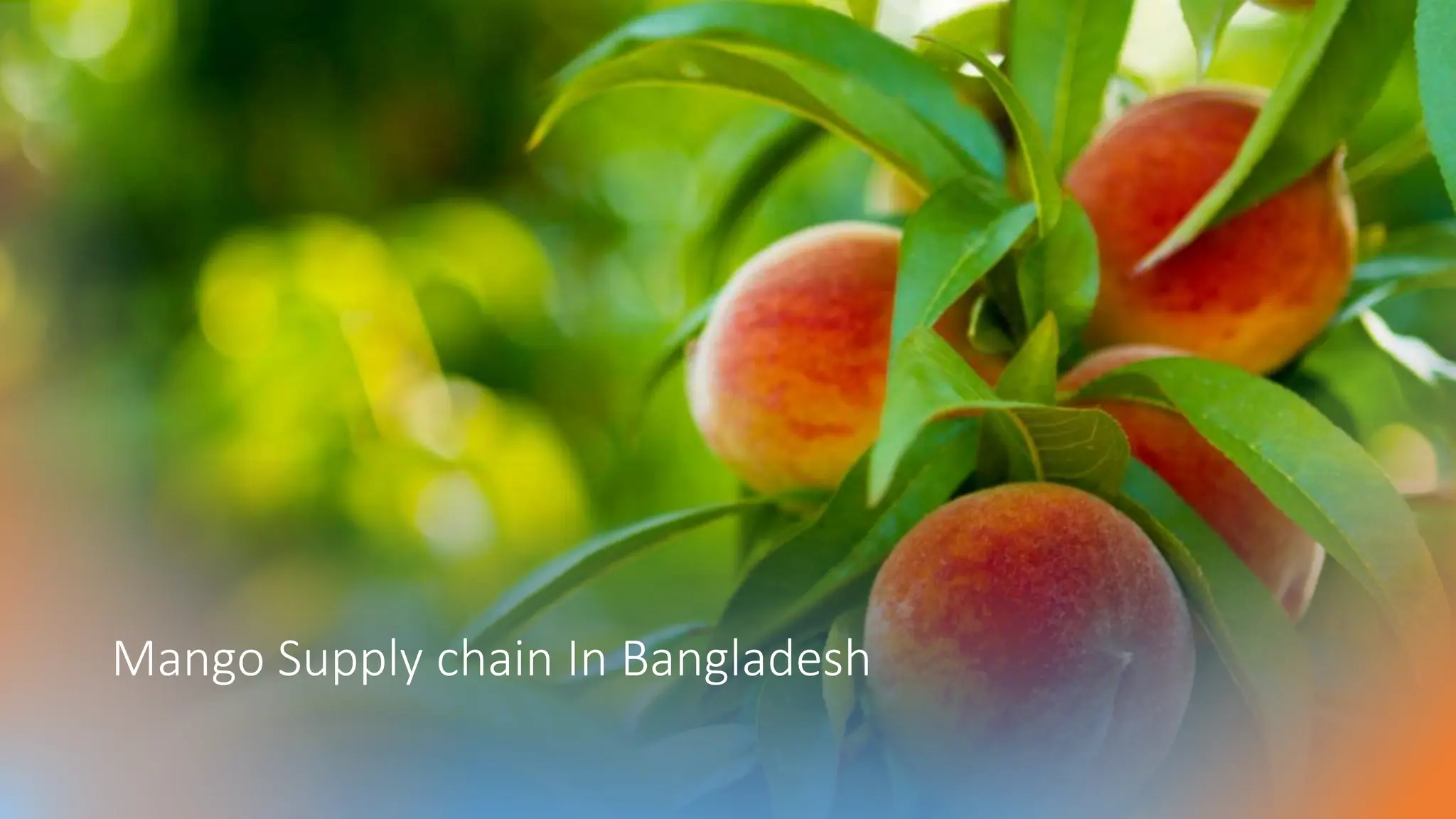 Banana supply chain analysis of banana and mango. | PPTX