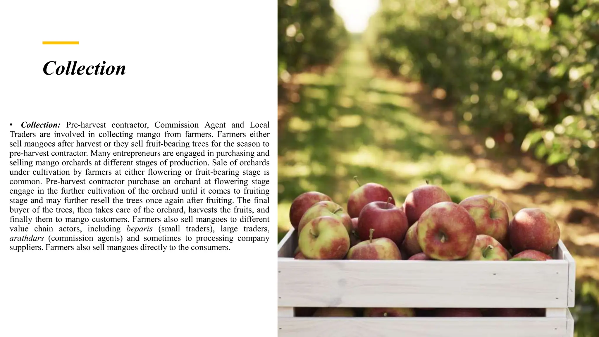 Banana supply chain analysis of banana and mango. | PPTX