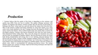 Banana supply chain analysis of banana and mango. | PPTX