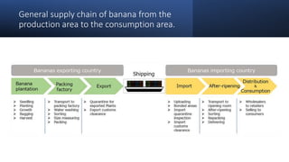 Banana supply chain analysis of banana and mango. | PPTX