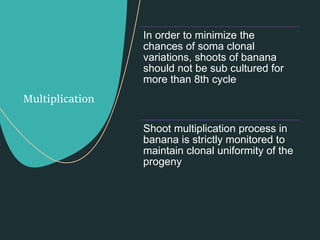 Banana tissue culture case study | PPTX
