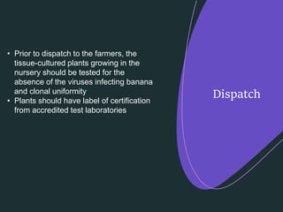 Banana tissue culture case study | PPTX