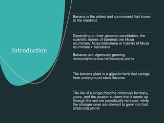 Banana tissue culture case study | PPTX