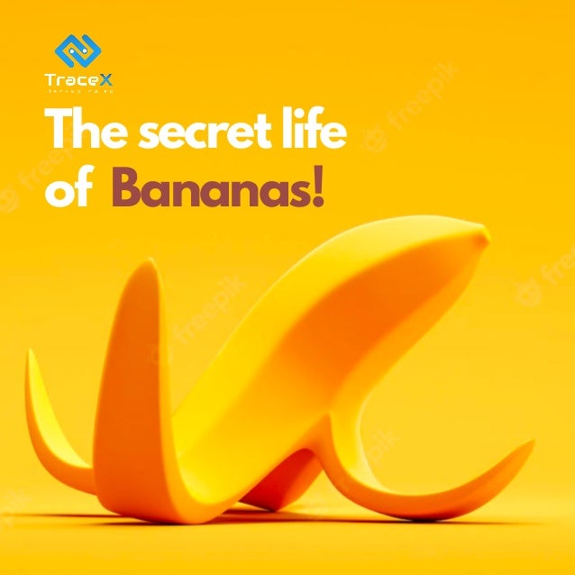 Traceability in the Banana Supply Chain | PDF
