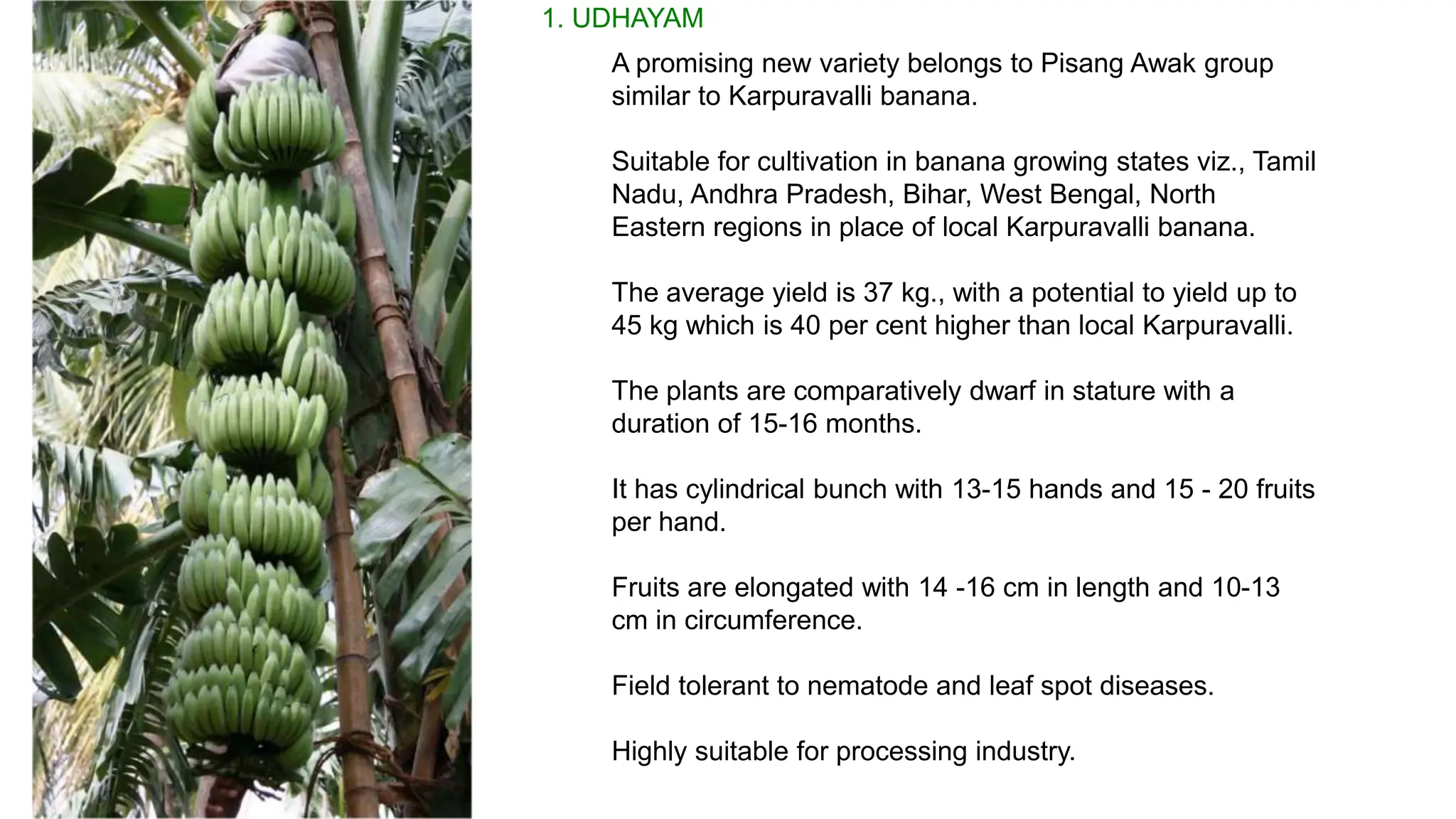 Banana_varieties developed by the National Research center for Banana.pptx