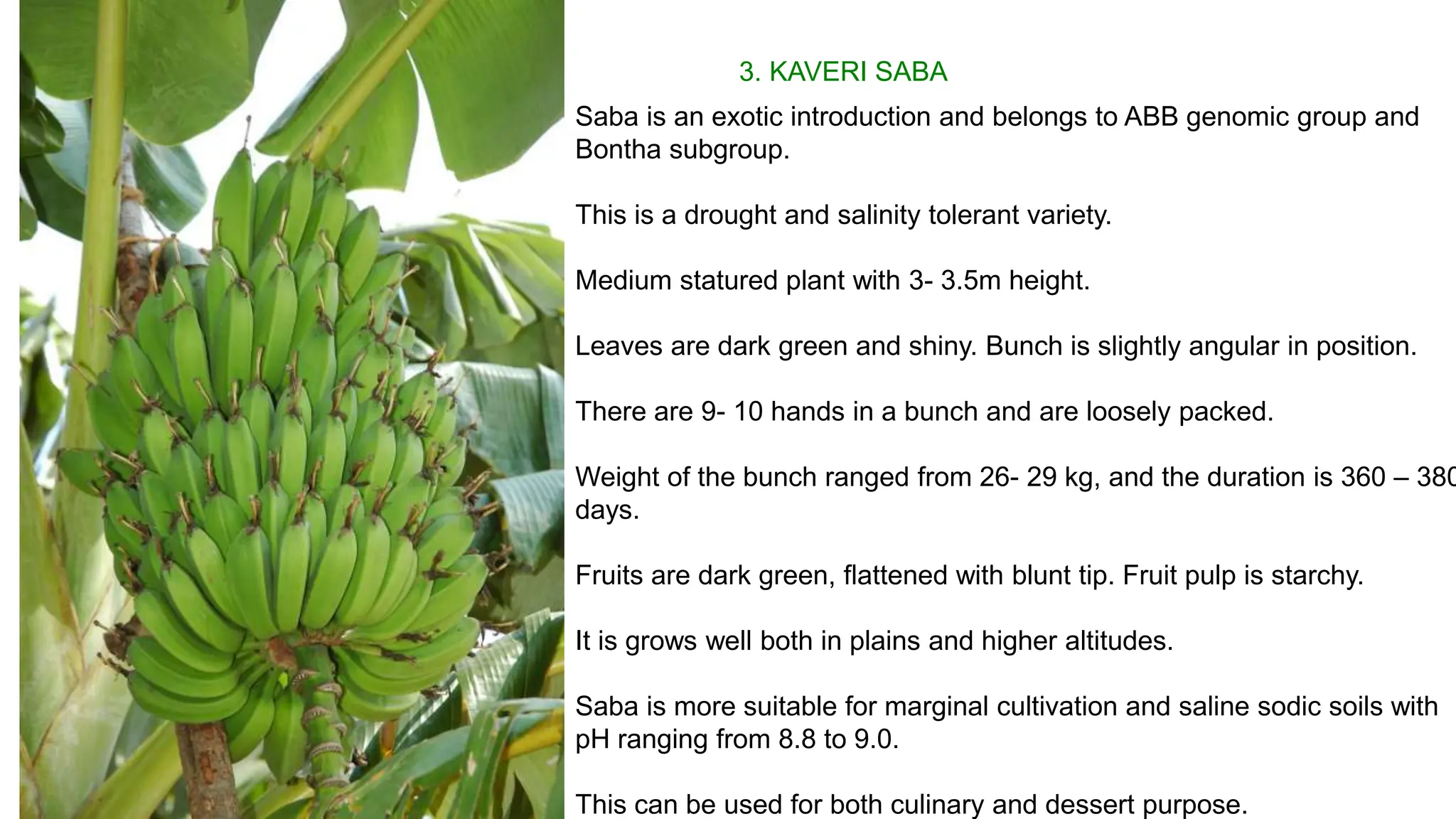 Banana_varieties developed by the National Research center for Banana.pptx