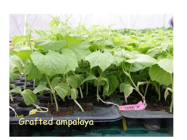 Good Agricultural Practices (GAP) | PDF | Agriculture | Industries